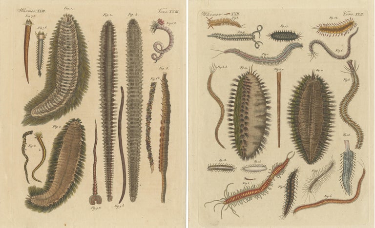 Set of 2 Antique Prints of various Sea Worms or Marine Worms For Sale ...