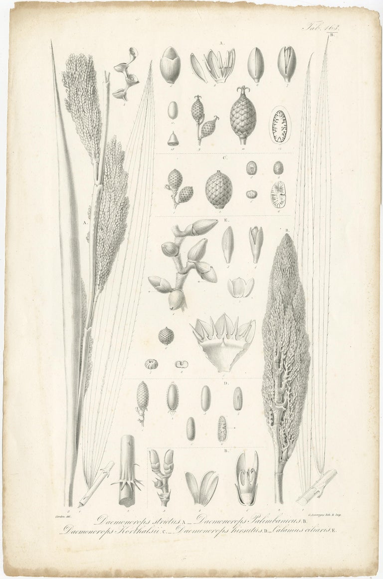 Set of 2 Botany Prints of Palm Species by Blume 'c.1840' For Sale at ...