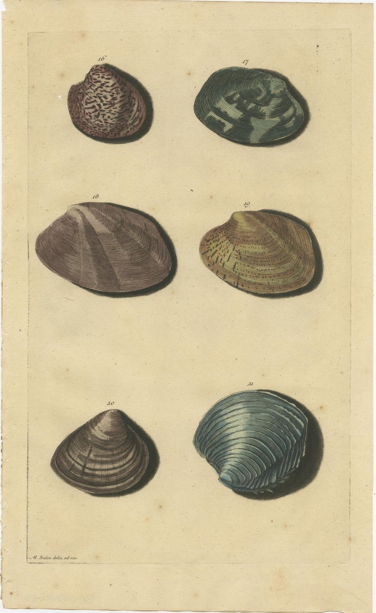 Set of 2 Colored Antique Prints of various Sea Shells and Molluscs For ...