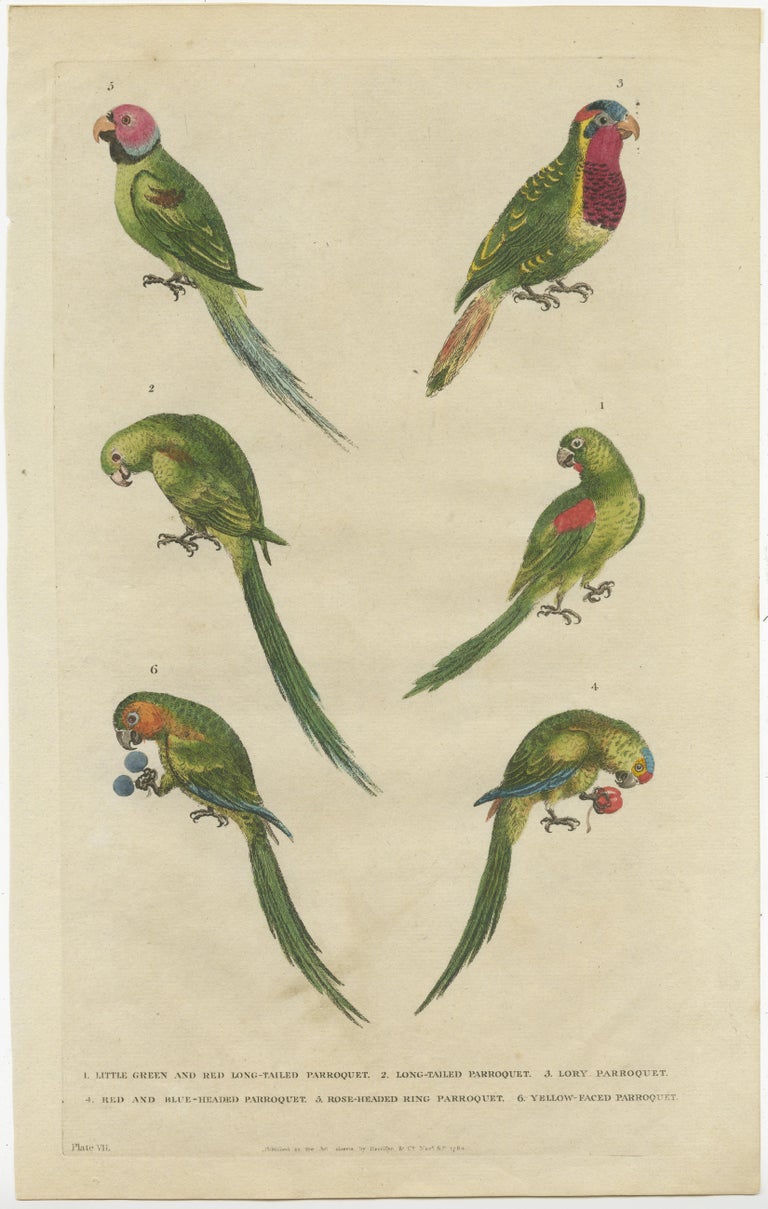 Set of 2 Hand Colored Antique Bird Prints of Parakeet Species For Sale ...