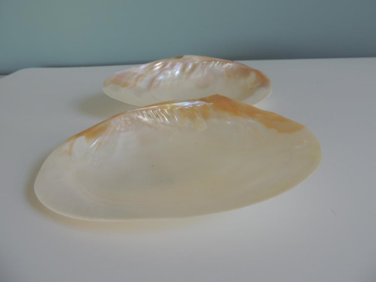 Set of (2) Large Oyster Shell Dishes For Sale at 1stDibs