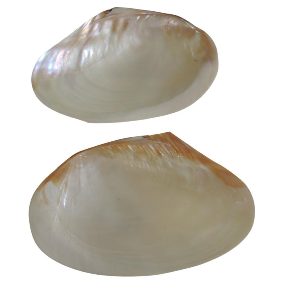 Large Italian Scagliola Shell For Sale at 1stDibs