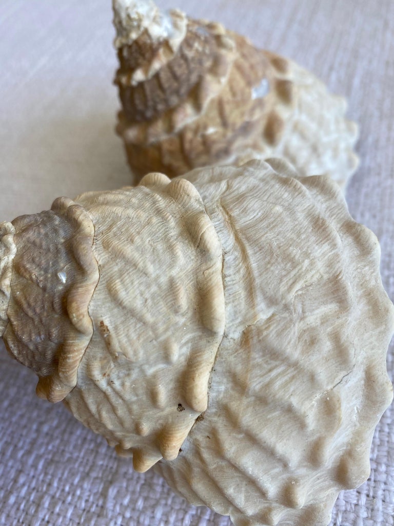 Set of 2 Natural Assorted Sea Shells For Sale at 1stDibs