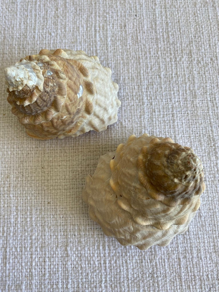 Set of 2 Natural Assorted Sea Shells For Sale at 1stDibs