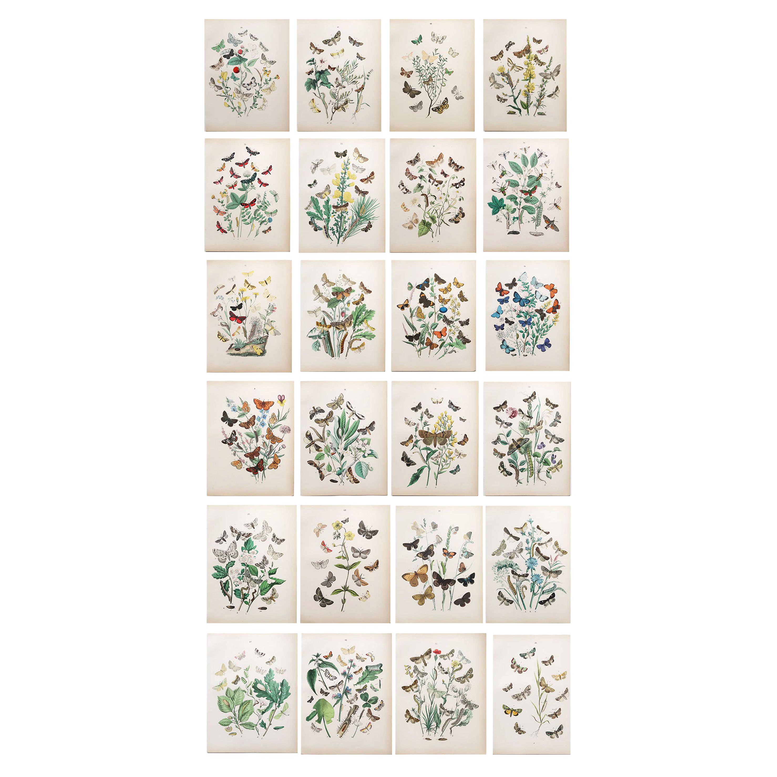 Set of 24 Original Antique Prints of Butterflies, circa 1880 at 1stDibs
