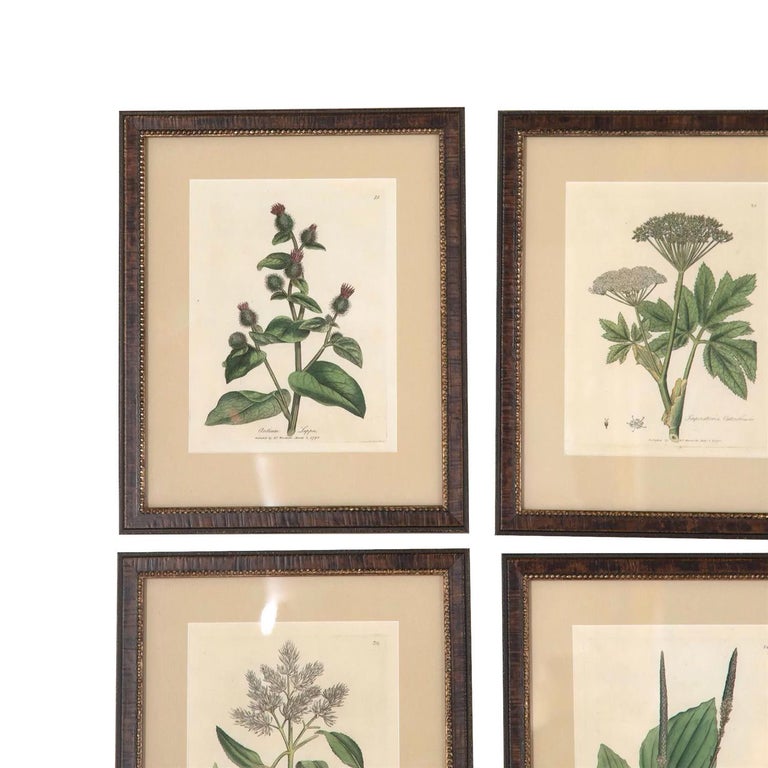 Set of 25 18th Century Botanical Engravings at 1stDibs