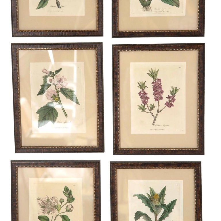 Set of 25 18th Century Botanical Engravings at 1stDibs