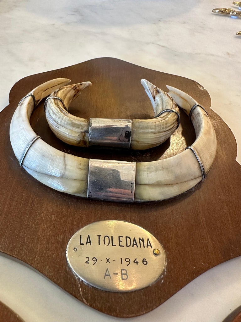Set of 3 - 1940's Mounted Wild Boar Tusk Trophies, Spain For Sale at ...