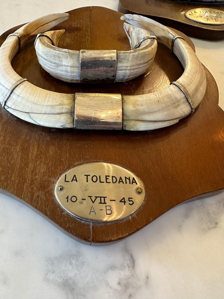 Set of 3 - 1940's Mounted Wild Boar Tusk Trophies, Spain For Sale at ...