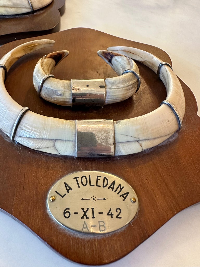 Set of 3 - 1940's Mounted Wild Boar Tusk Trophies, Spain For Sale at ...