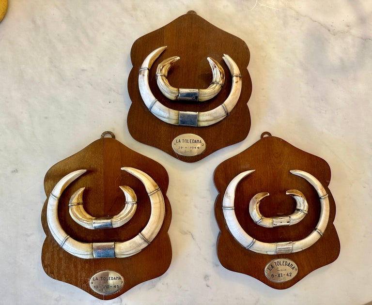 Set of 3 - 1940's Mounted Wild Boar Tusk Trophies, Spain For Sale at ...