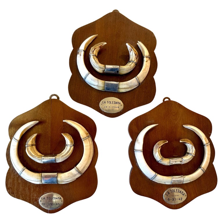 Set of 3 - 1940's Mounted Wild Boar Tusk Trophies, Spain For Sale at ...
