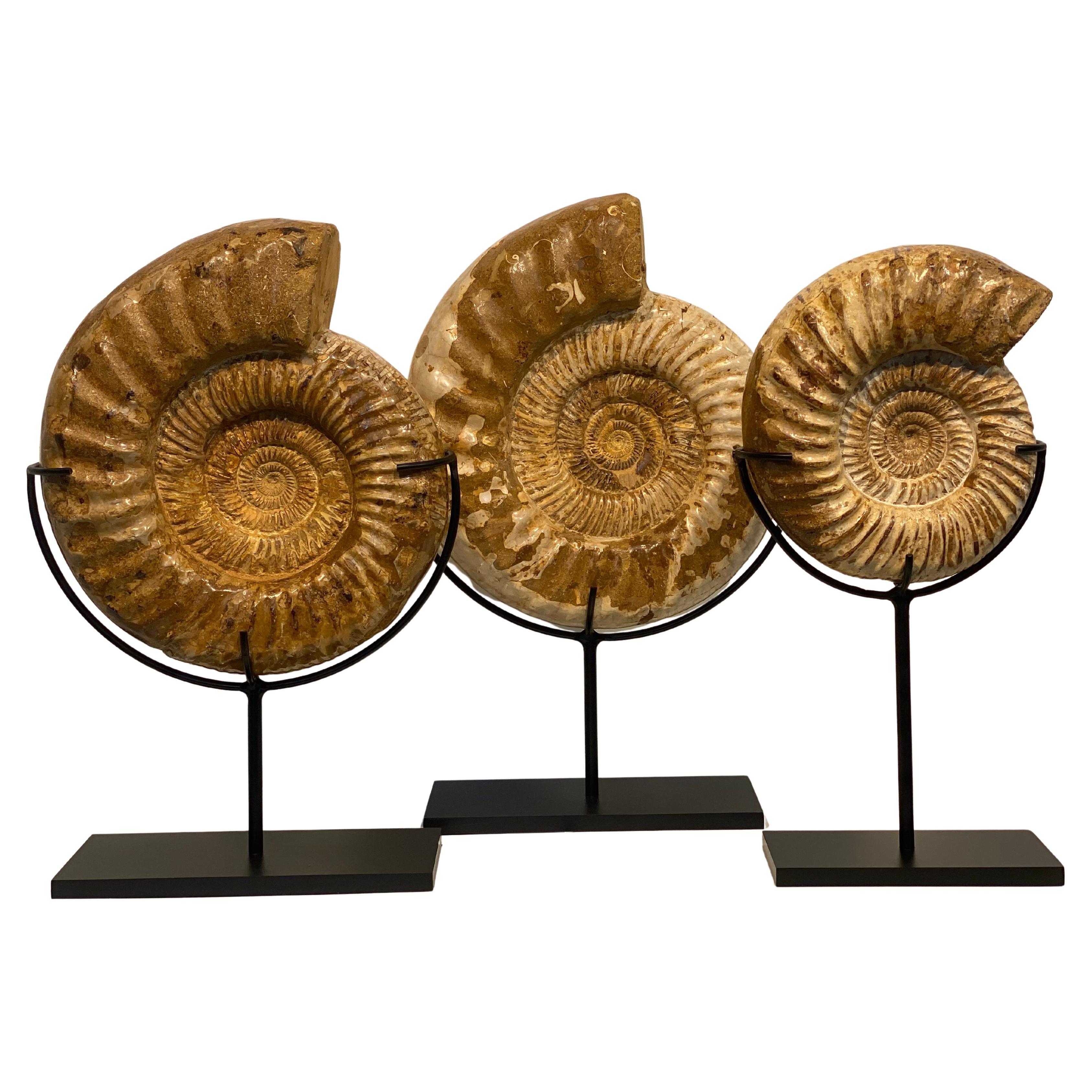Set of 3 Ammonites For Sale at 1stDibs