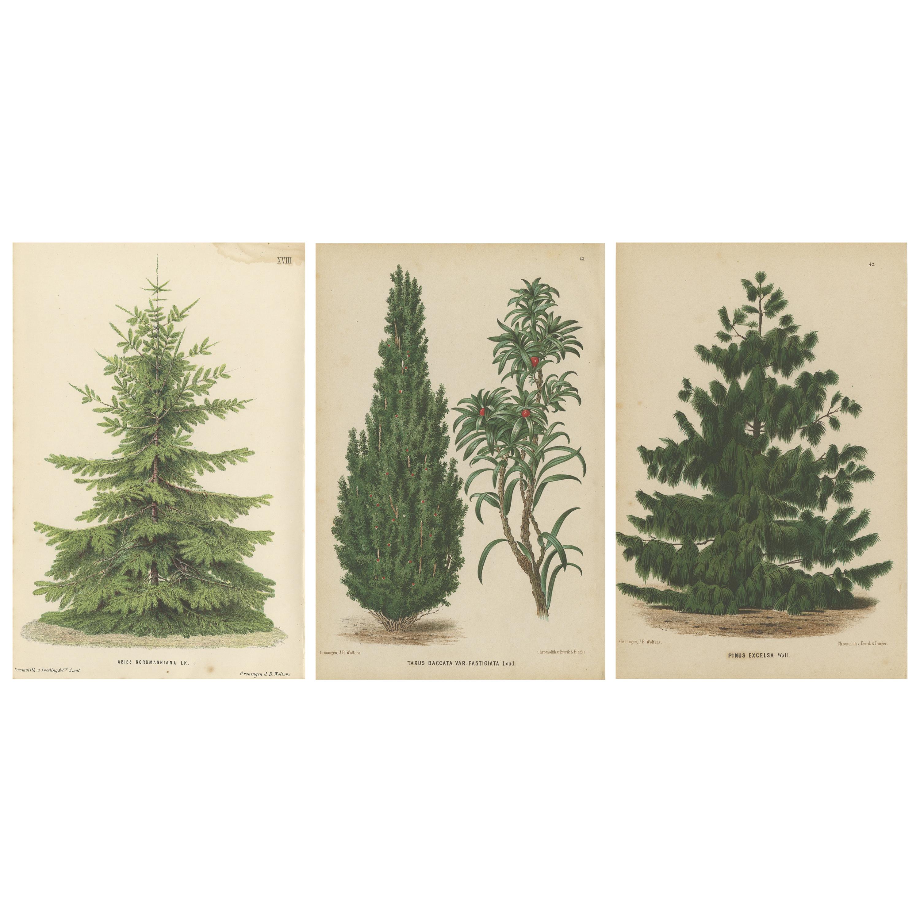 Set of 3 Antique Botany Prints, Nordmann, Pinus, by Oudemans, circa ...