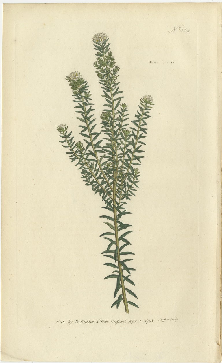 Set of 3 Antique Botany Prints, Struthiola, Speedwell, Phylica For Sale ...