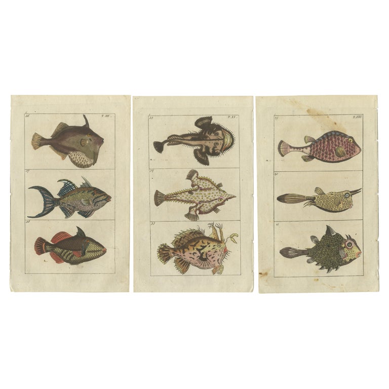 Set of 3 Antique Fish Prints, Monkfish, Cowfish, Trunkfish For Sale at ...