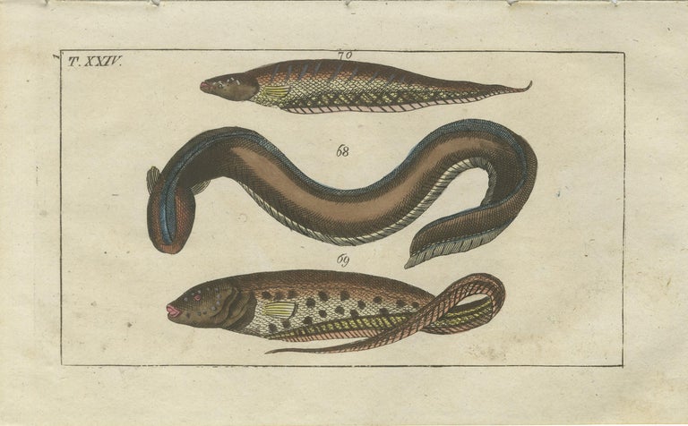 Set of 3 Antique Fish Prints - Moray - Sea Lamprey - Electric Eel For ...
