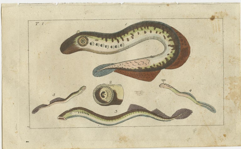 Set of 3 Antique Fish Prints - Moray - Sea Lamprey - Electric Eel For ...