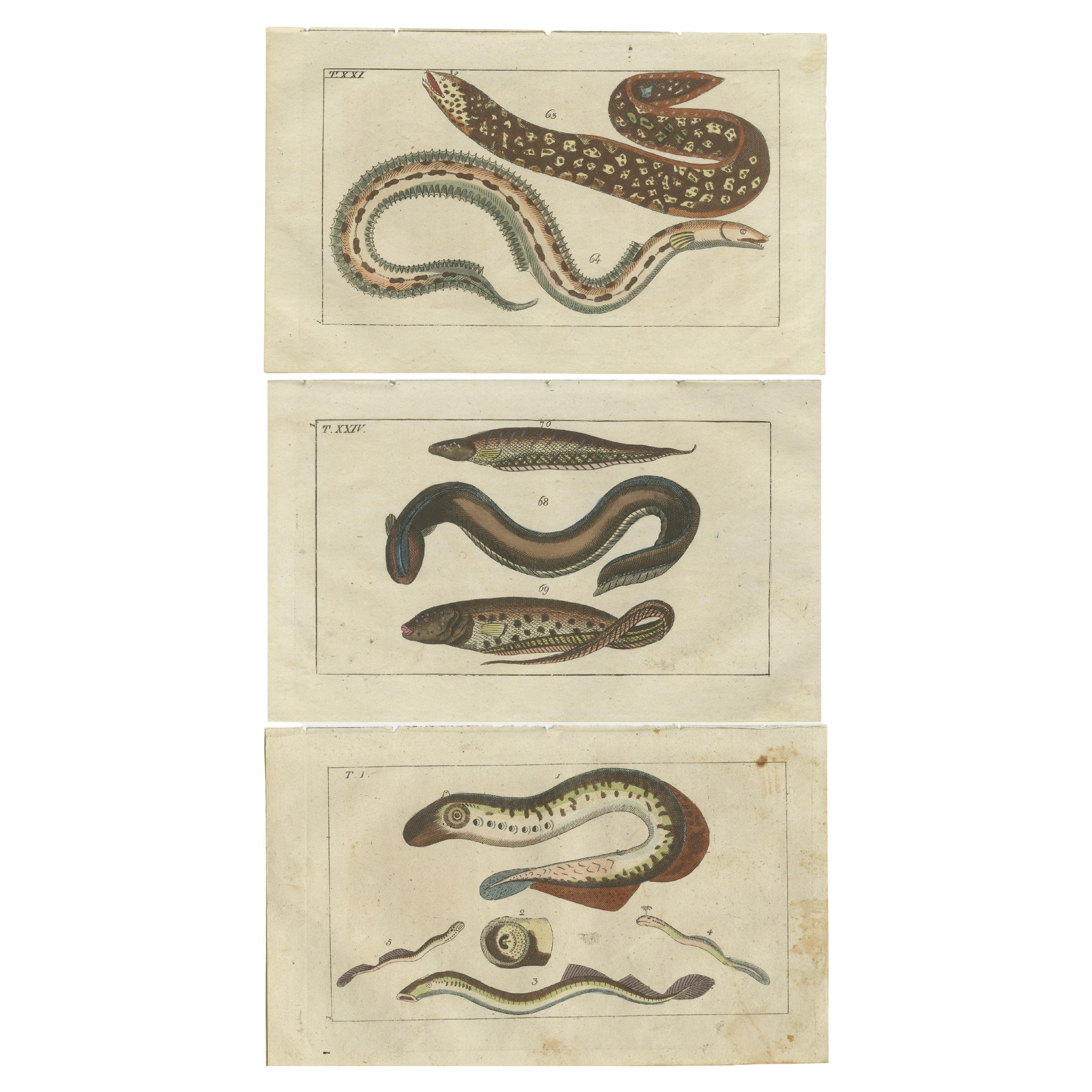 Set of 3 Antique Fish Prints - Moray - Sea Lamprey - Electric Eel For ...
