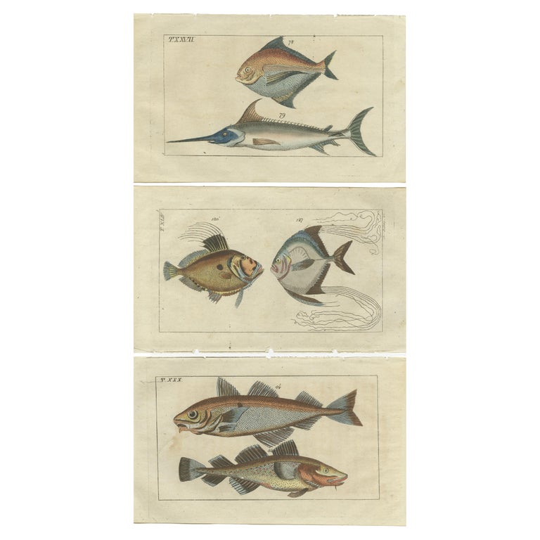 Set of 3 Antique Fish Prints, Sword Fish, John Dory, Haddock For Sale ...