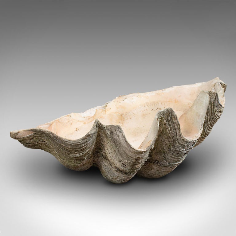 Set of 3, Antique Giant Clam Shells, Pacific, Tridacna Gigas, Display ...