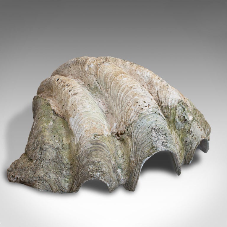 Set of 3, Antique Giant Clam Shells, Pacific, Tridacna Gigas, Display ...