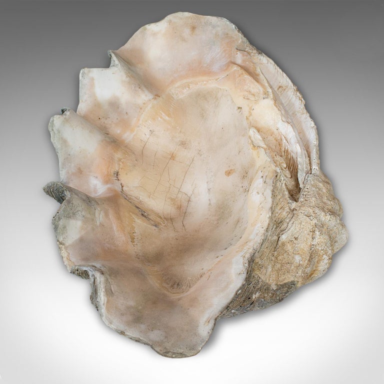 Set of 3, Antique Giant Clam Shells, Pacific, Tridacna Gigas, Display ...