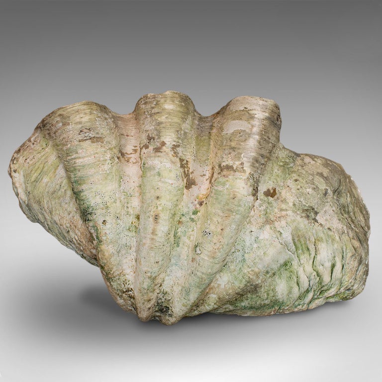 Set of 3, Antique Giant Clam Shells, Pacific, Tridacna Gigas, Display ...