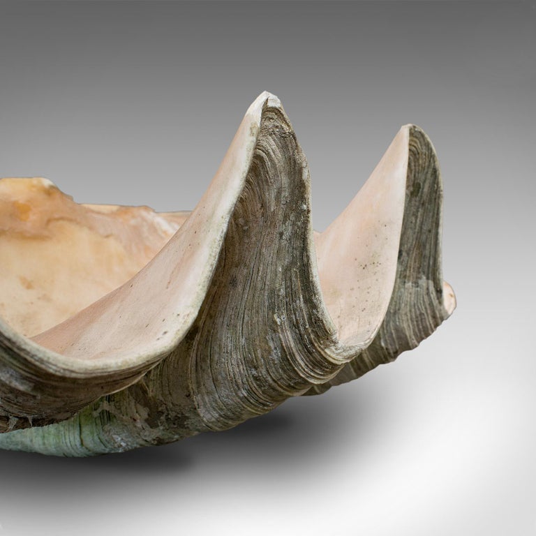 Set of 3, Antique Giant Clam Shells, Pacific, Tridacna Gigas, Display ...