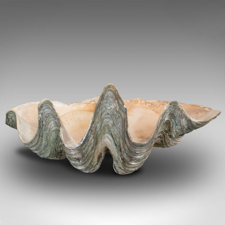 Set of 3, Antique Giant Clam Shells, Pacific, Tridacna Gigas, Display ...