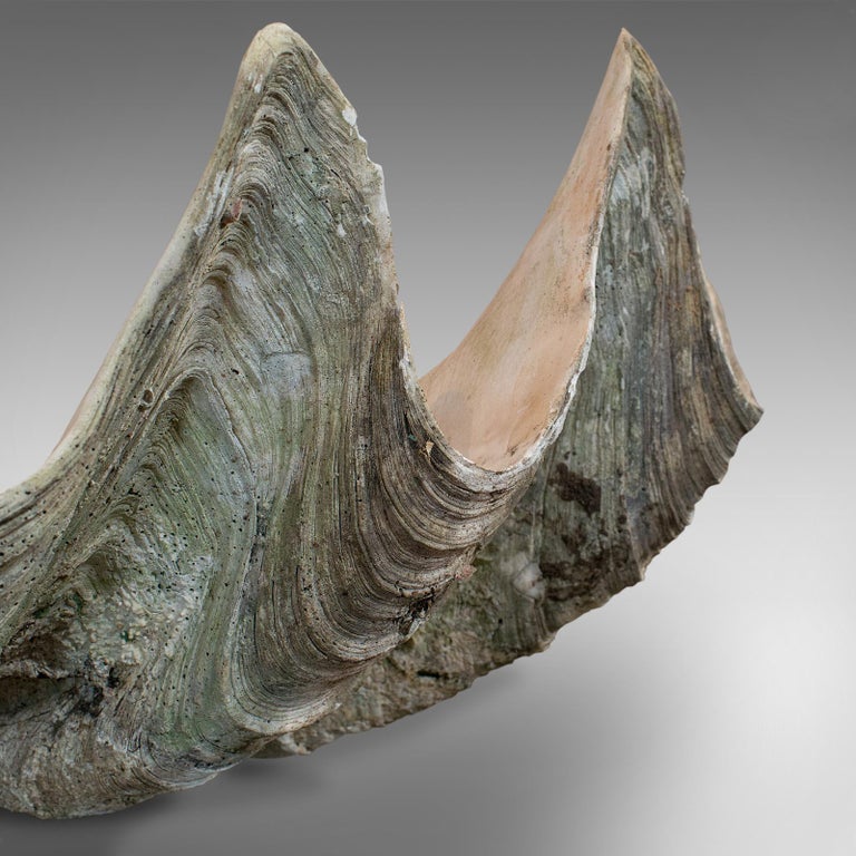 Set of 3, Antique Giant Clam Shells, Pacific, Tridacna Gigas, Display ...