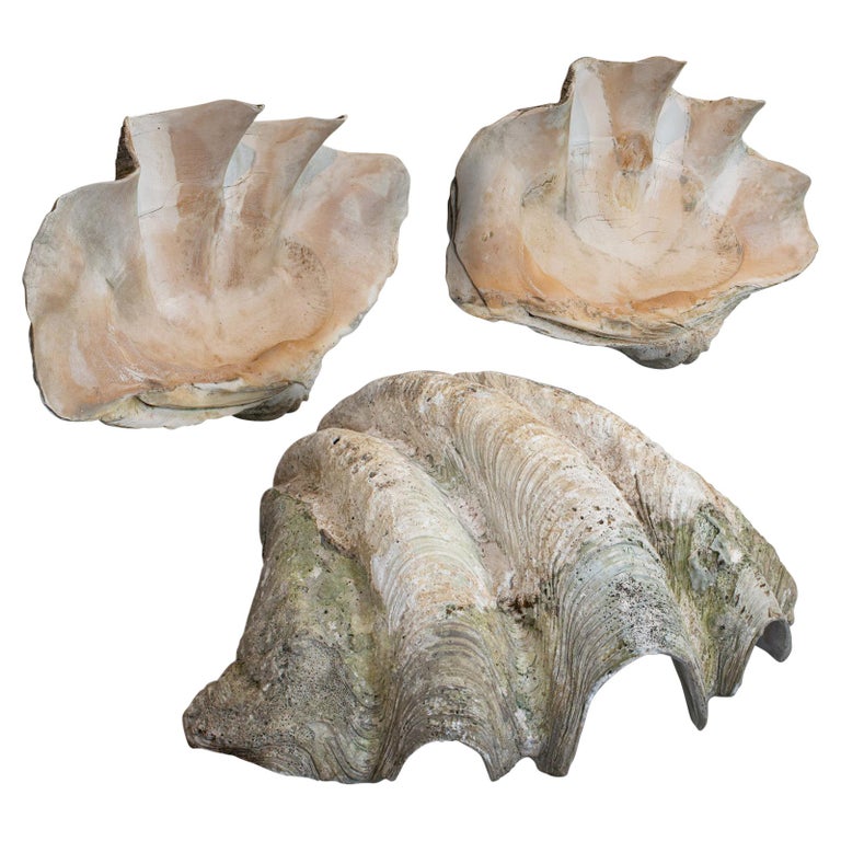 Set of 3, Antique Giant Clam Shells, Pacific, Tridacna Gigas, Display ...