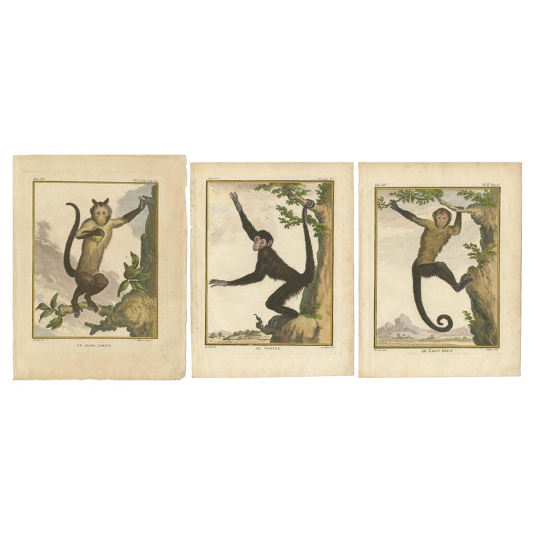 Set of 3 Antique Monkey Prints, Capuchin Species, Spider Monkey For ...
