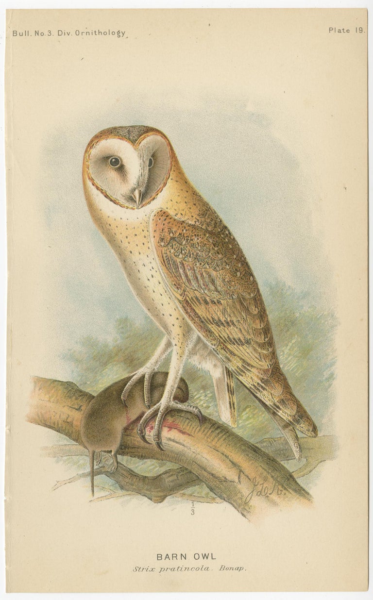 Set of 3 Antique Owl Prints Short-Eared Owl - Barn Owl - Barred Owl ...