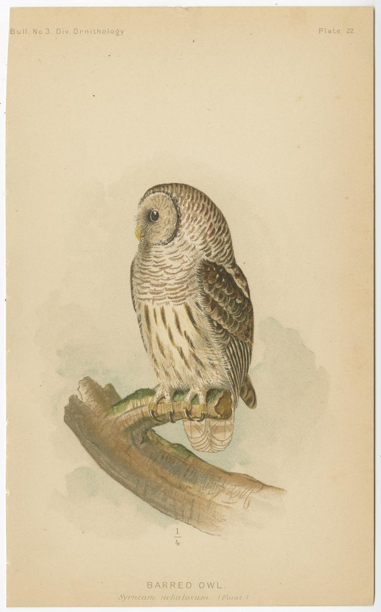 Set of 3 Antique Owl Prints Short-Eared Owl - Barn Owl - Barred Owl ...