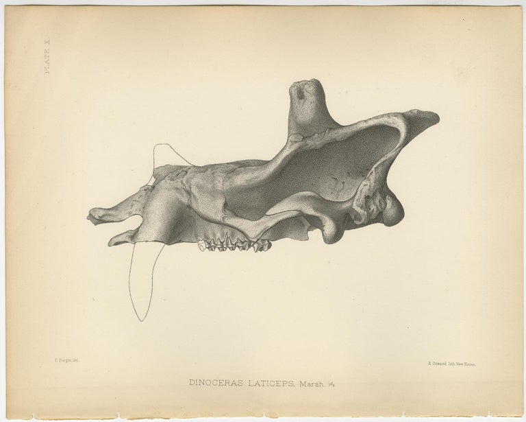 Set of 3 Antique Paleontology Prints of a Dinoceras Laticeps by Marsh ...