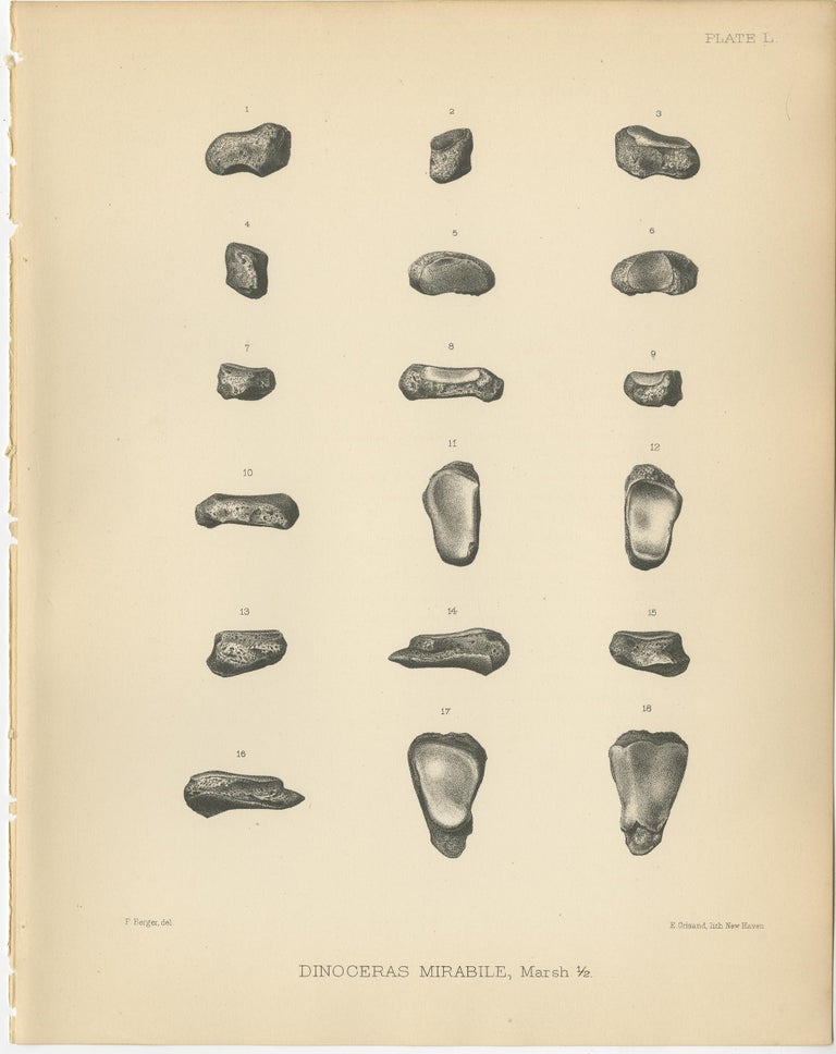 Set of 3 Antique Paleontology Prints of a Dinoceras Mirabile by Marsh ...