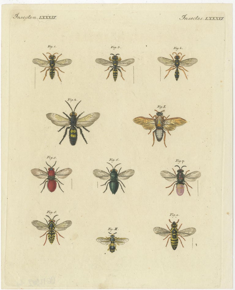 Set of 3 Antique Prints of various Insects including Wasps and Flies ...