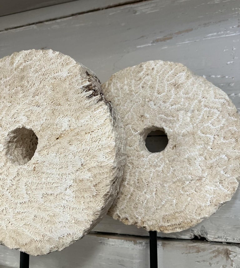 Set of 3 Fossilized Coral Stone Discs For Sale at 1stDibs