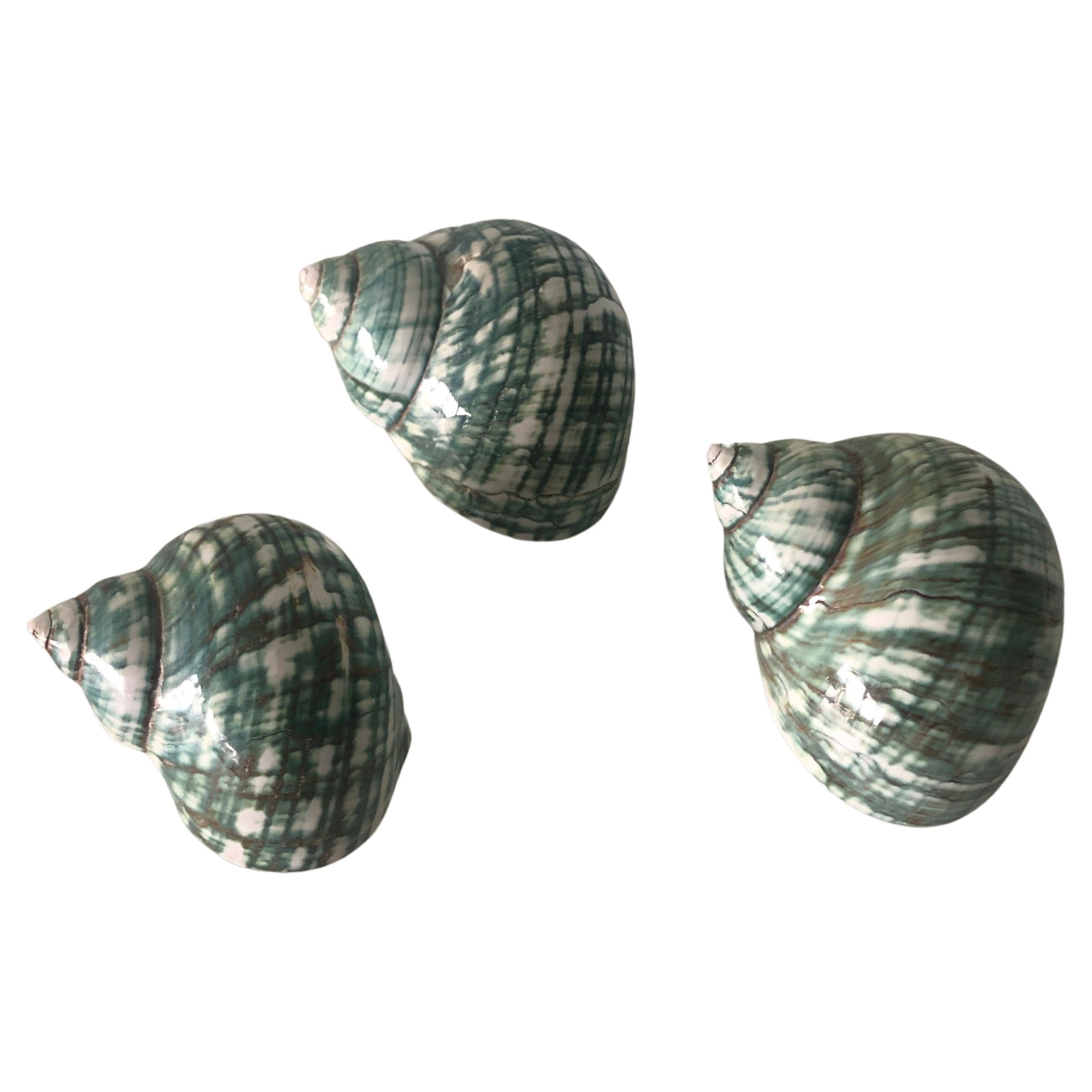 Set of '6' Pearly Cone Shape Spiral Seashells For Sale at 1stDibs