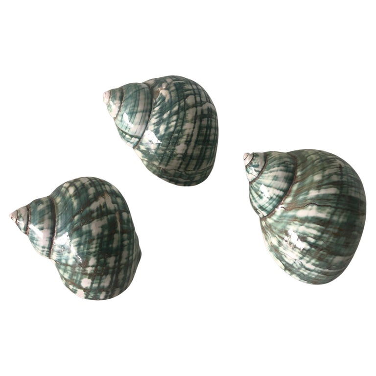 Set of '3' Polished Green Turbo Imperialis Snail Shells at 1stDibs