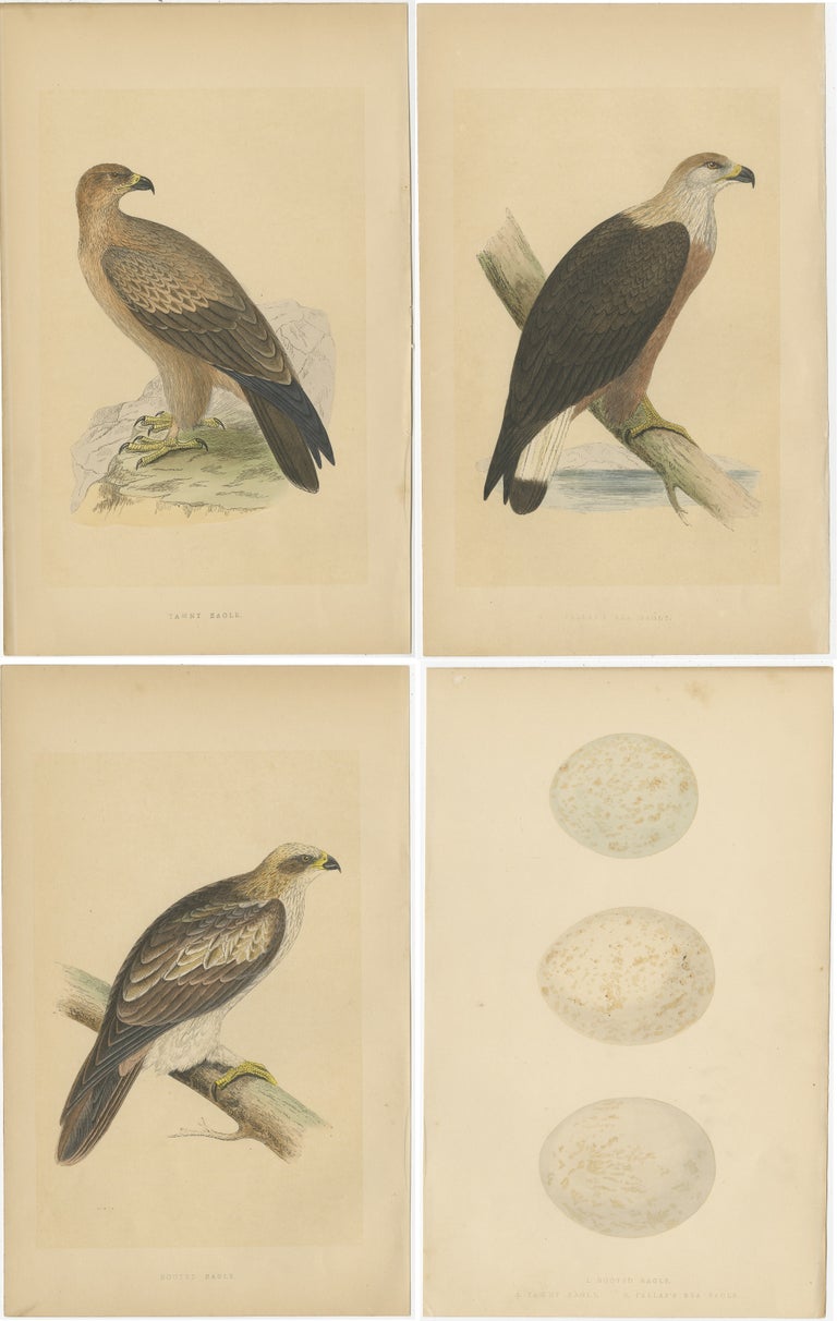Set of 4 Antique Bird Prints of Eagles and their Eggs For Sale at 1stDibs