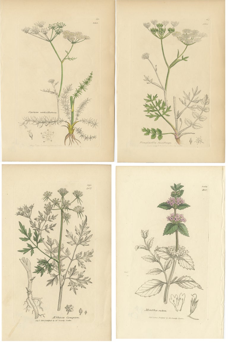 Set of 4 Antique Botany Prints by J. Sowerby ca. 1800 For Sale at 1stDibs