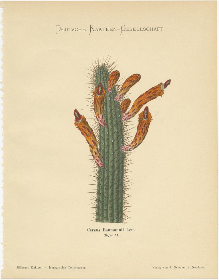 Set of 4 Antique Cactus Prints, Cereus Baumannii, Schumann, circa 1900 ...