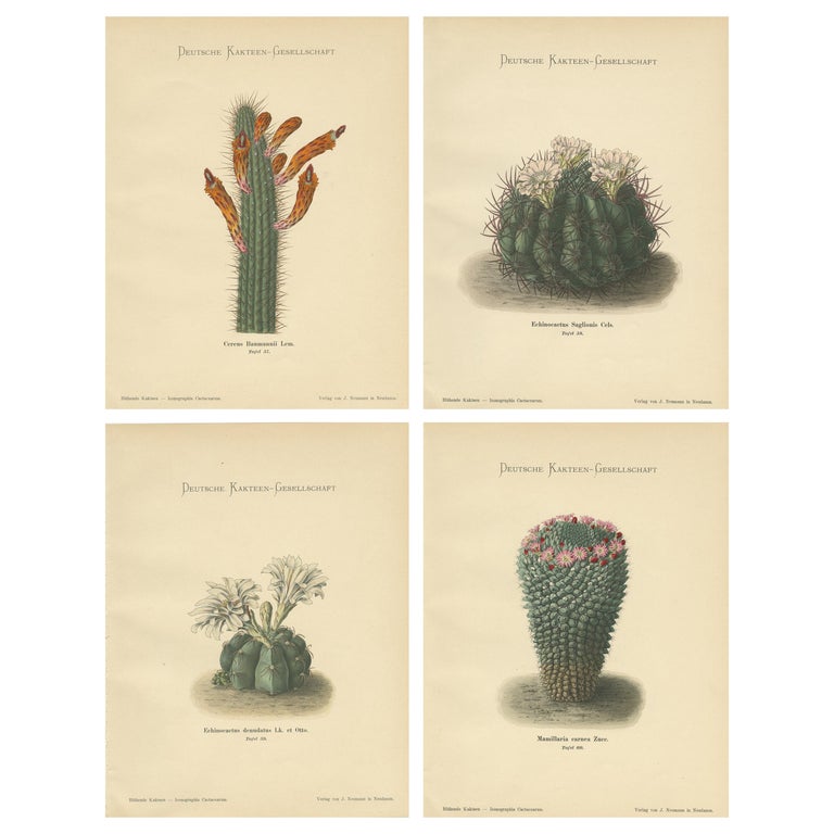 Set of 4 Antique Cactus Prints, Cereus Baumannii, Schumann, circa 1900 ...