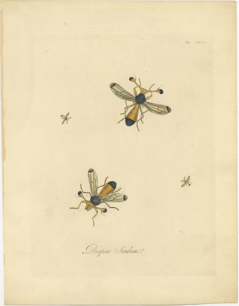Set of 4 Antique Entomology Prints of Various Insects by Donovan, '1842 ...