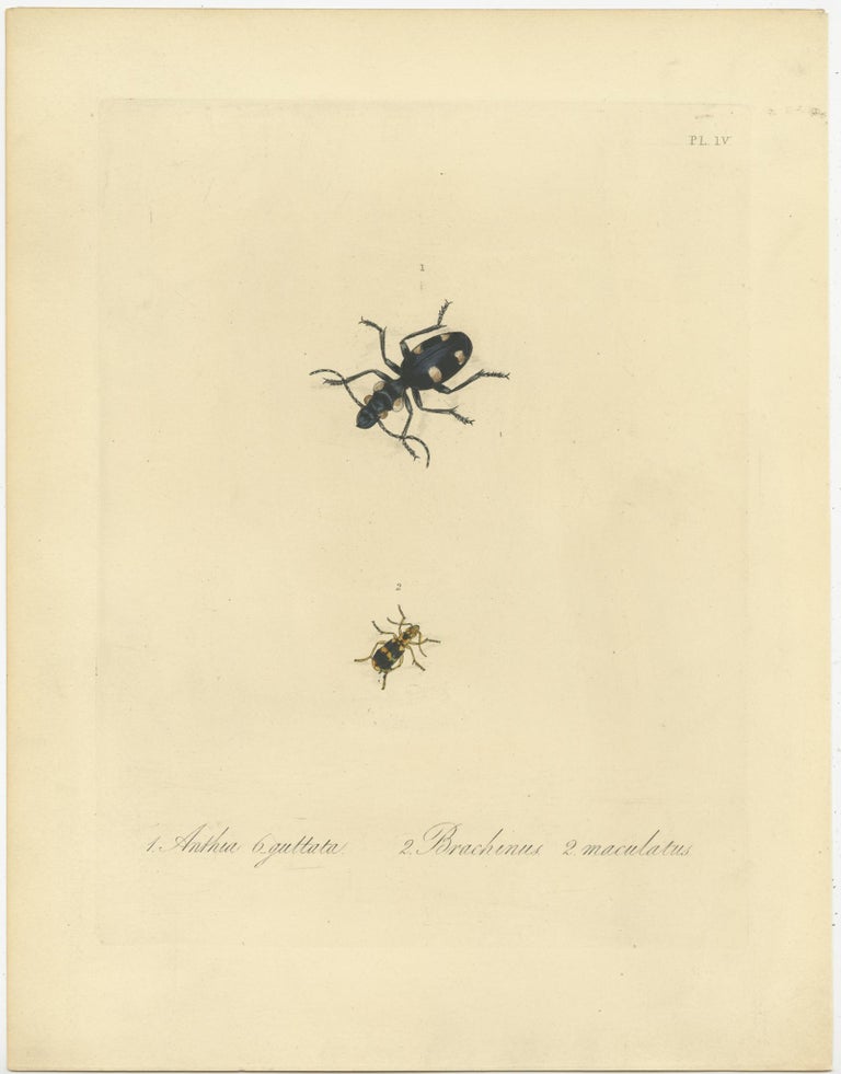 Set of 4 Antique Entomology Prints of Various Insects by Donovan, '1842 ...
