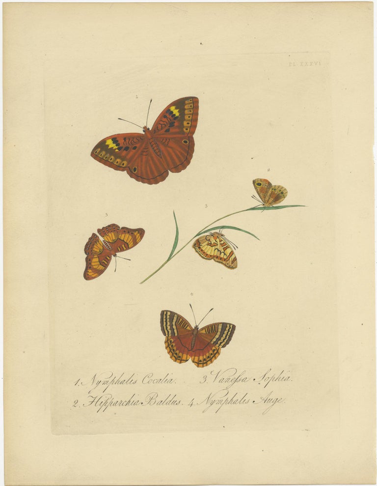 Set of 4 Antique Entomology Prints of Various Insects by Donovan, '1842 ...