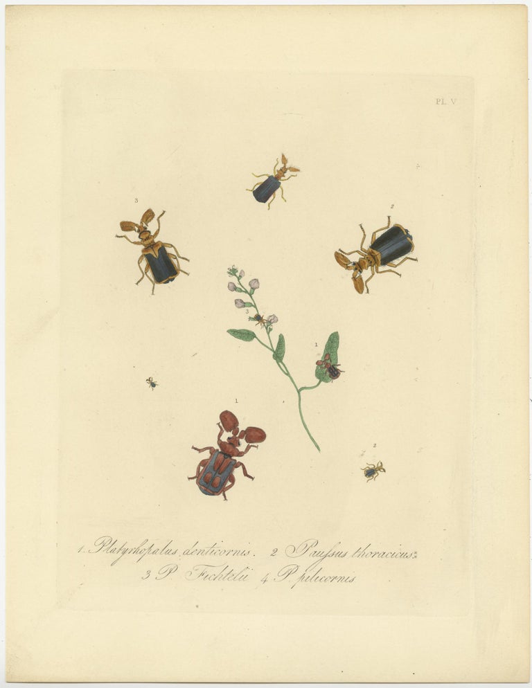 Set of 4 Antique Entomology Prints of Various Insects by Donovan, '1842 ...