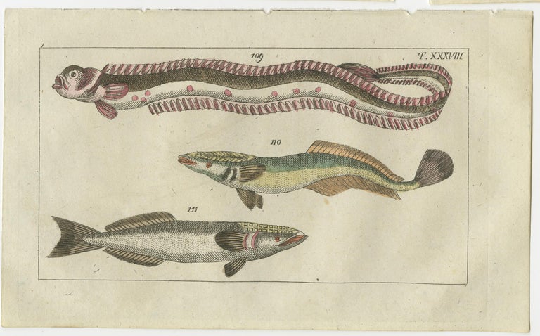 Set of 4 Antique Fish Prints - Remora - Dragonet - Star Gazer For Sale ...